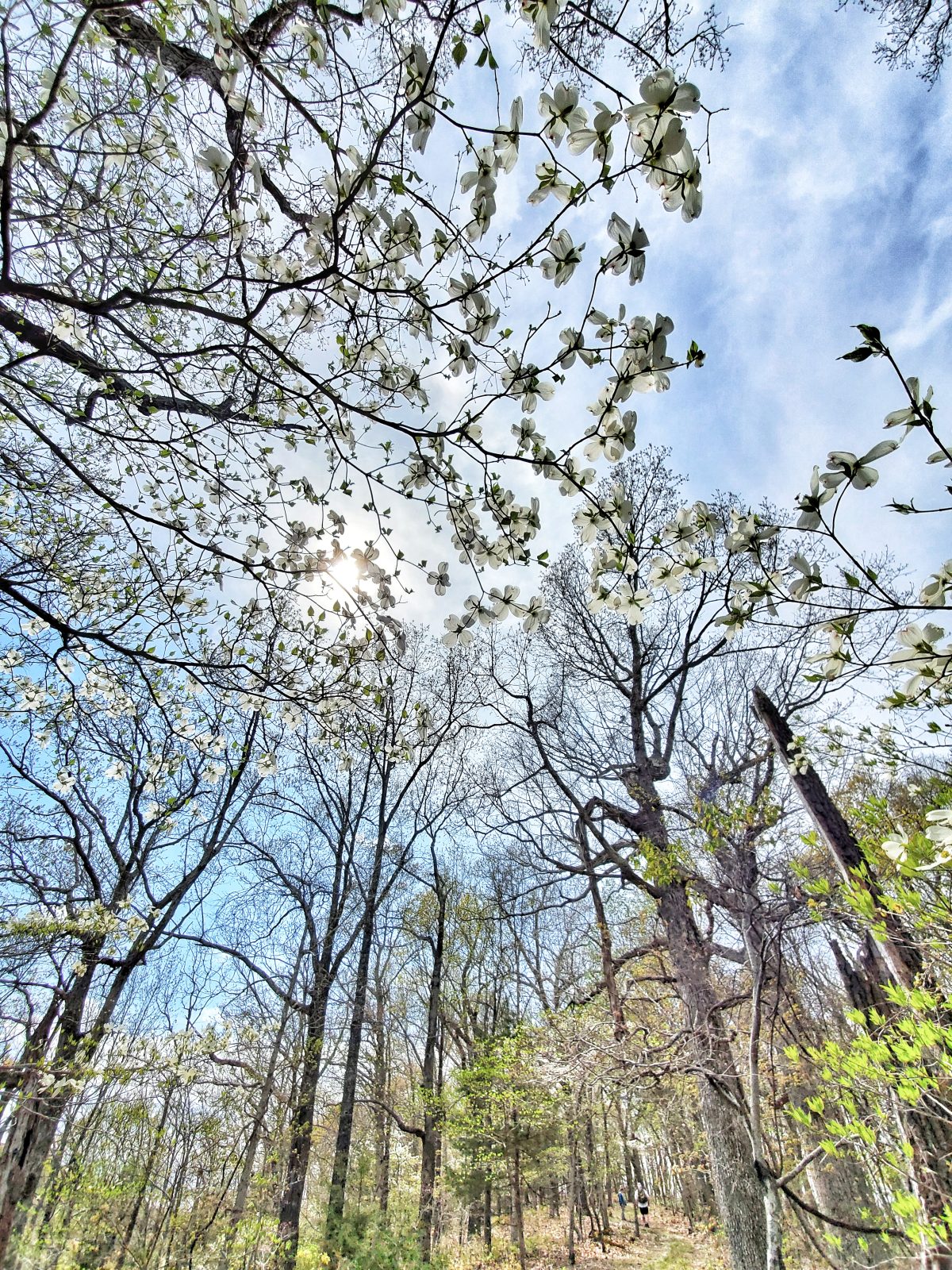 Springtime Nature Trail Scavenger Hunt | Exploring State Parks with ...