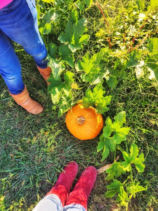 Fall Pumpkin Patch Scavenger Hunt - Free Printable! - For the Love of Food